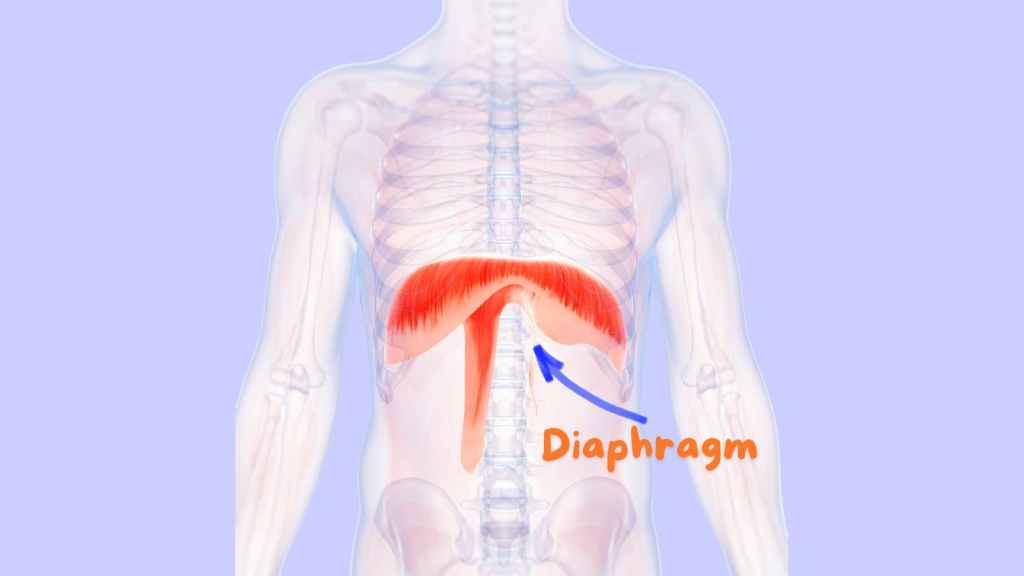 Diaphragm Muscle Diagram Anatomy Of The Diaphragm ~ Nursing